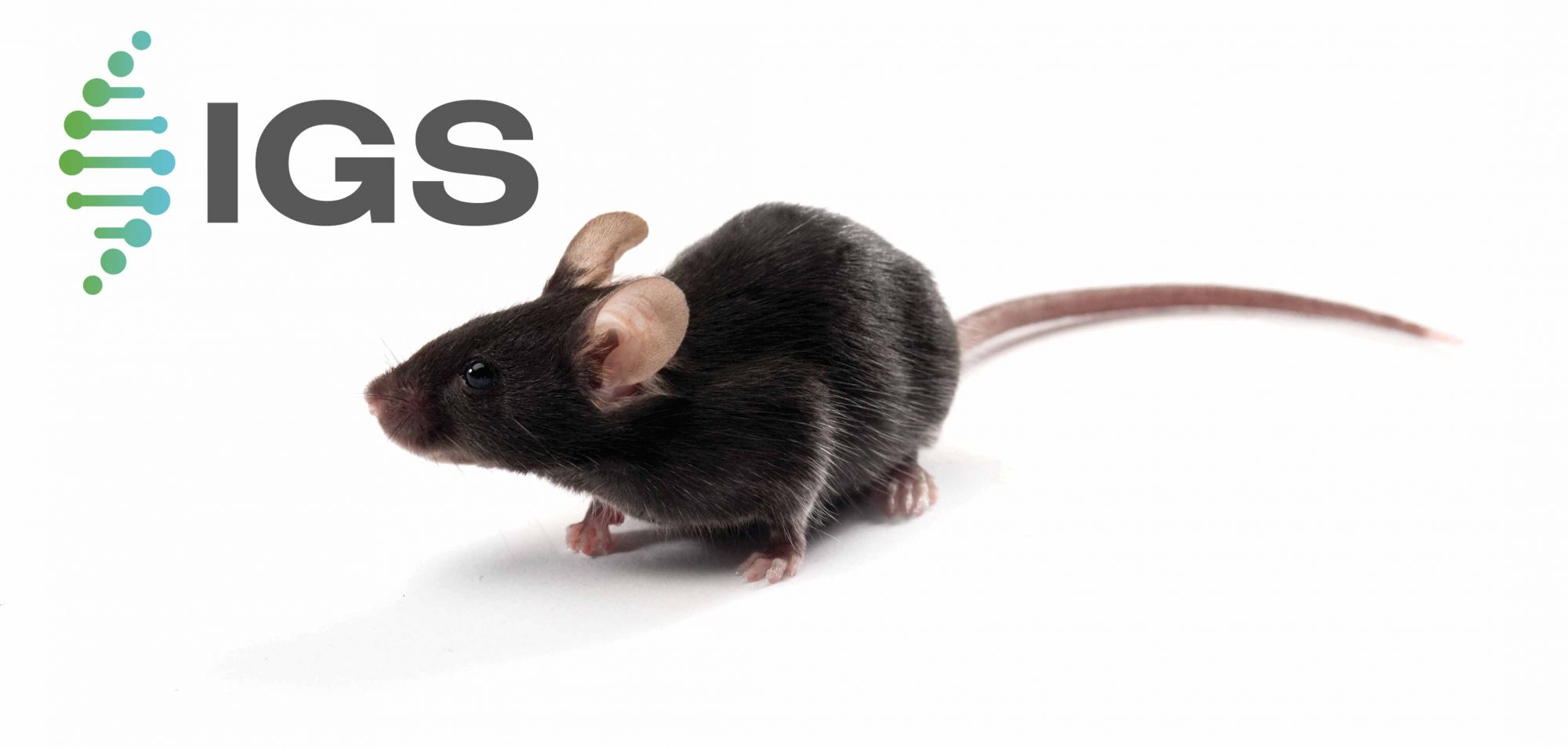 C57BL/6 Aged Mice (老龄鼠，自然衰老小鼠) - 维通利华 | Charles River